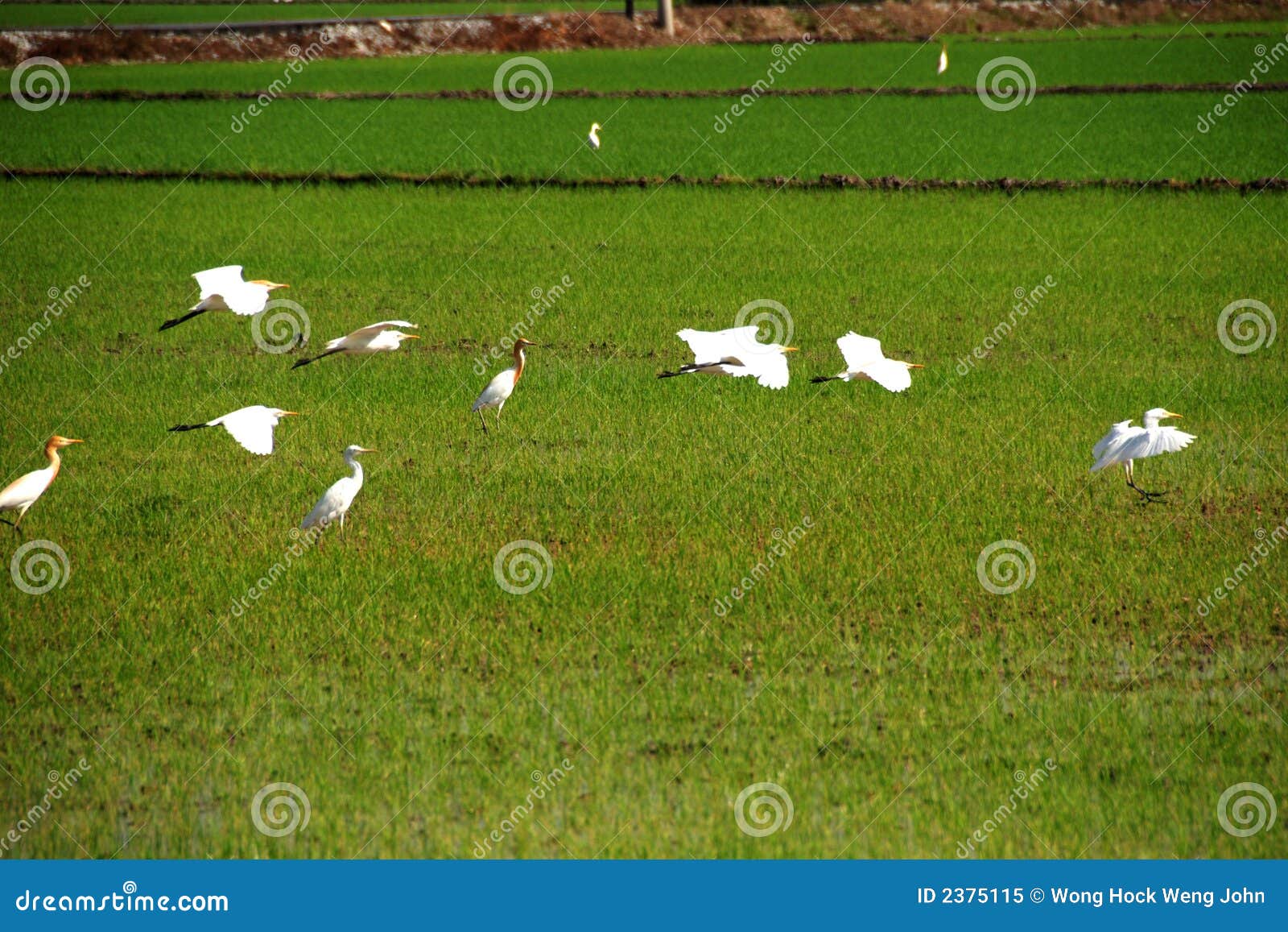 Birds in the paddy field stock image. Image of young, water - 2375115