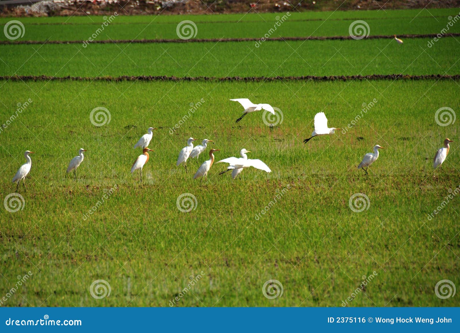 Birds in the paddy field stock photo. Image of heron, field - 2375116