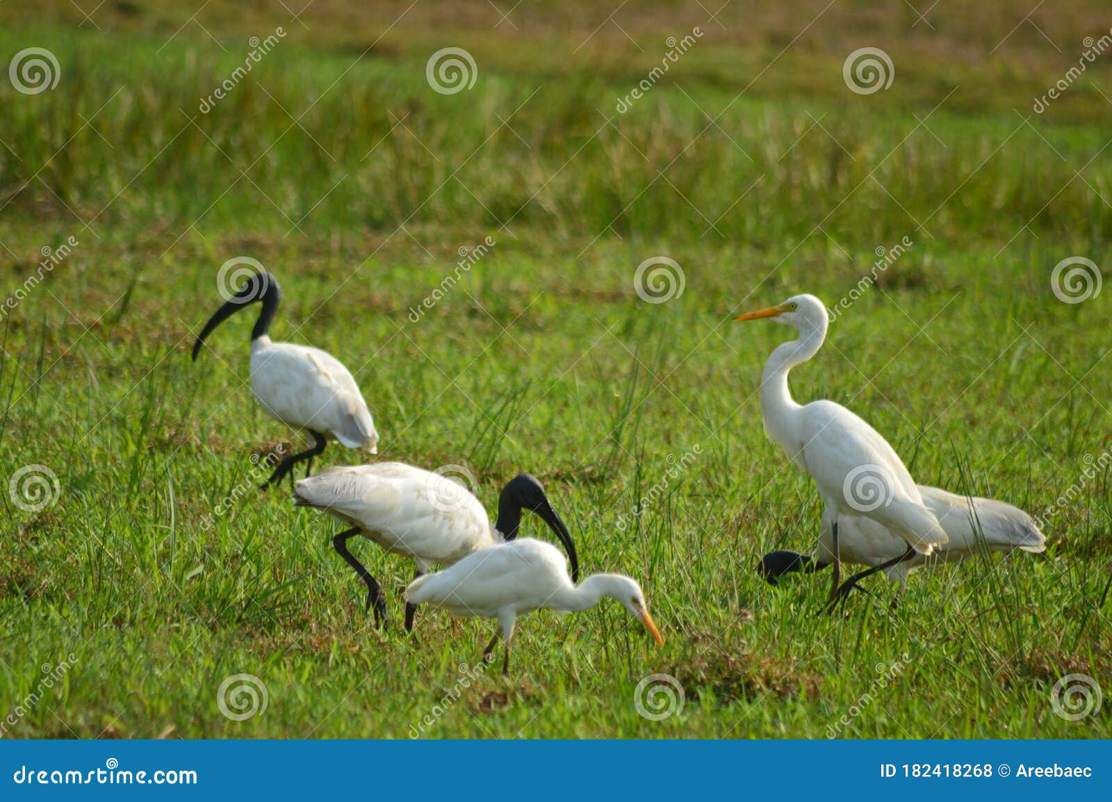 Birds on paddy field stock photo. Image of paddy, nature - 182418268