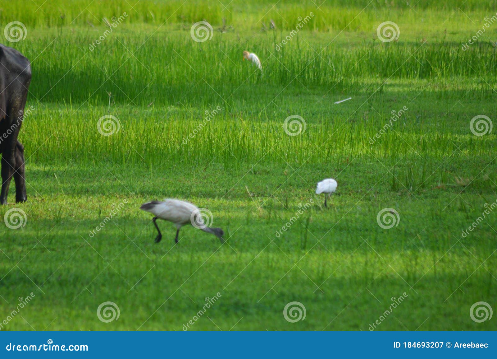 Birds on paddy field stock image. Image of wildlife - 184693207