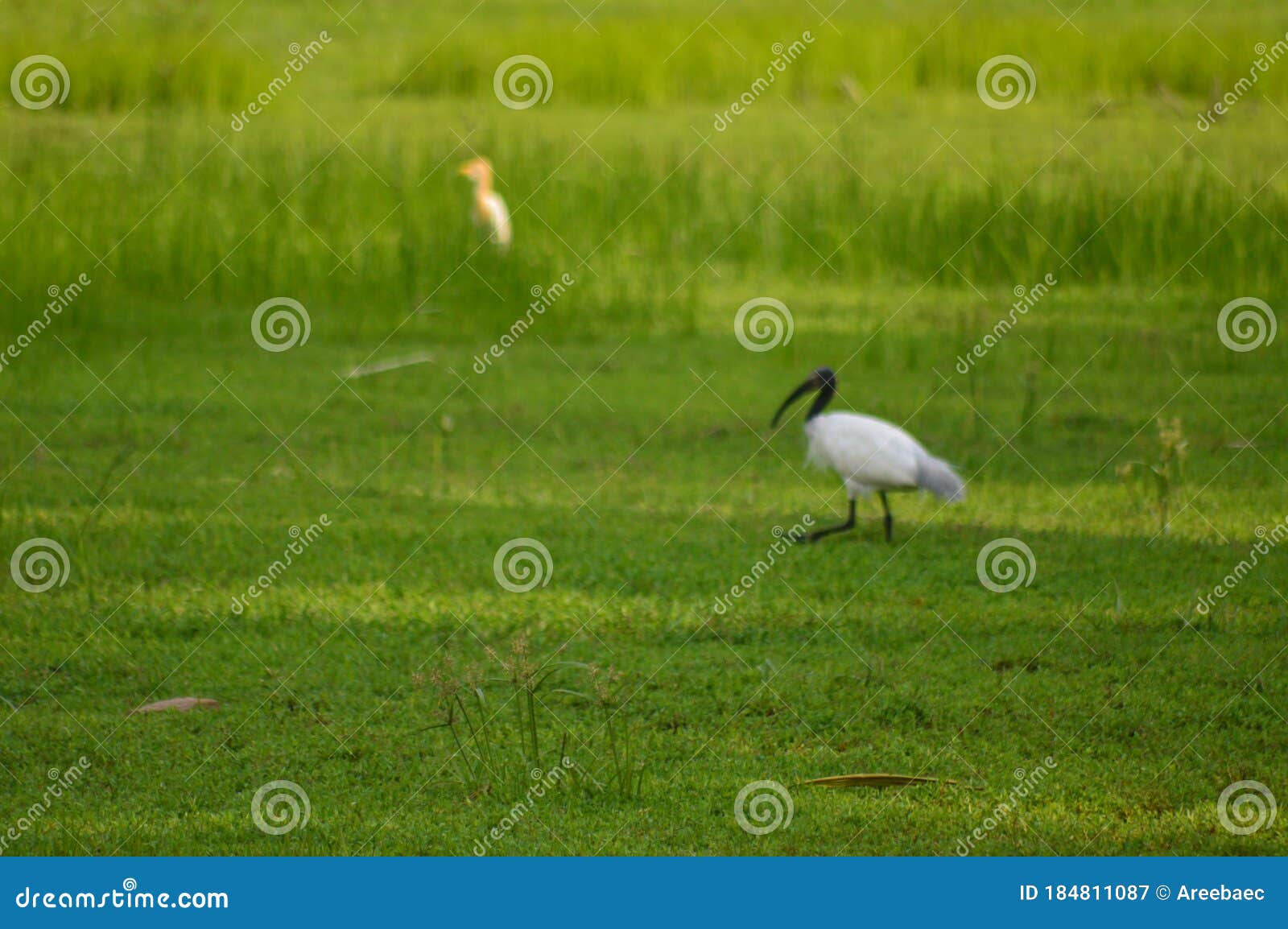 Birds on paddy field stock image. Image of paddy, field - 184811087