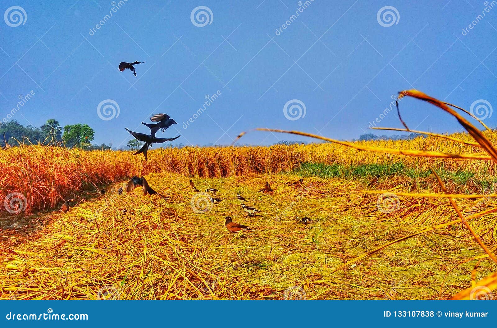 Birds in the paddy ground stock photo. Image of ground - 133107838