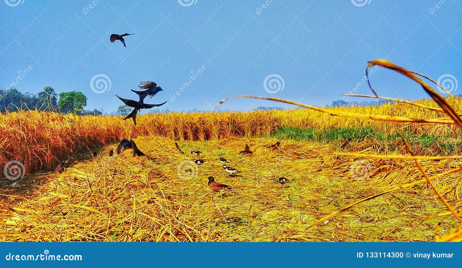 Birds in the paddy ground stock photo. Image of grains - 133114300