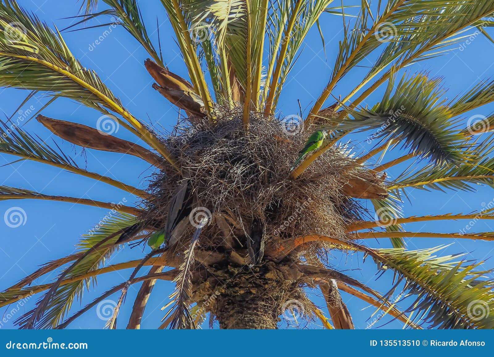 Birds on the palm tree stock photo. Image of trees, springs - 135513510