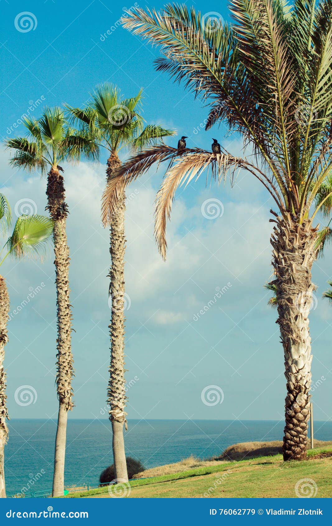 Birds on palm tree stock image. Image of relaxation, tranquil - 76062779