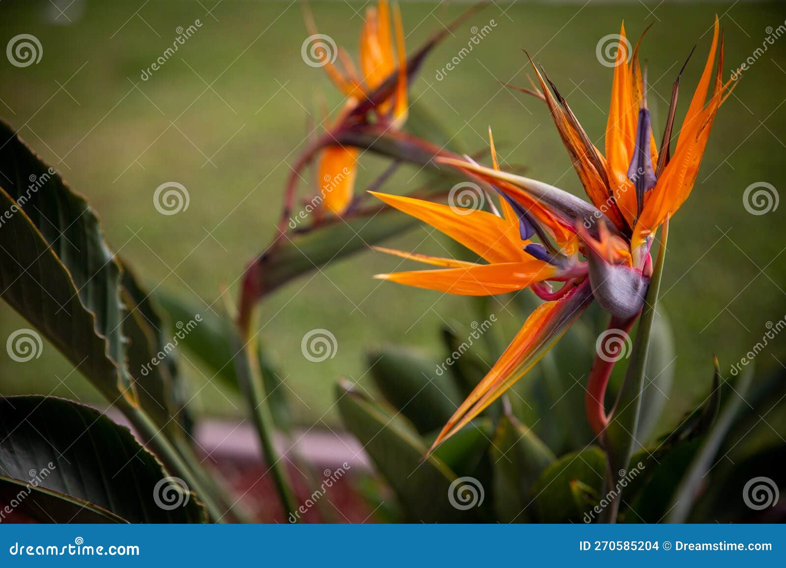 Birds of Paradise stock photo. Image of garden, tropics - 270585204
