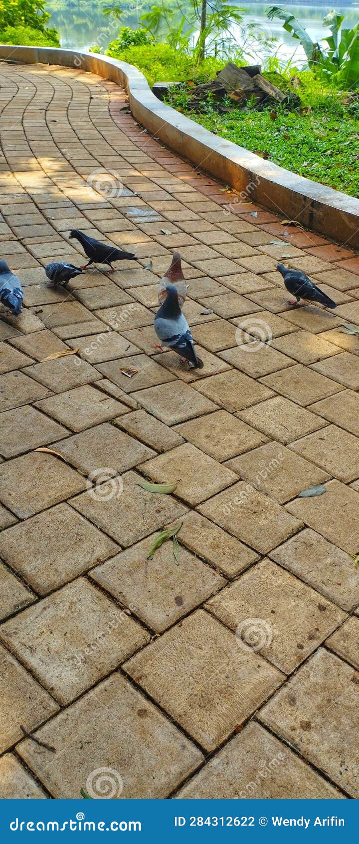 Birds park gathering stock photo. Image of birds, outdoor - 284312622