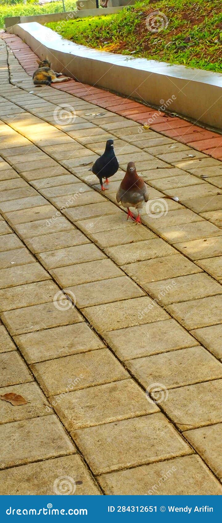 Birds Park Gathering Part Three Stock Image - Image of three, park ...