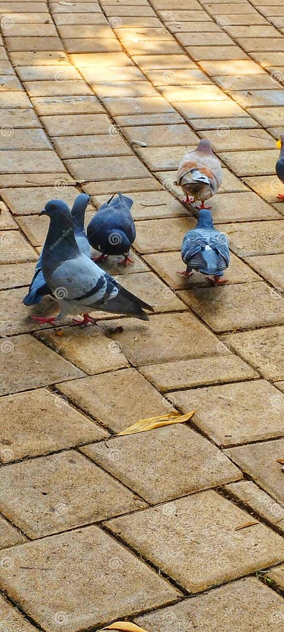 Birds Park Gathering Part Two Stock Image - Image of park, birds: 284312633