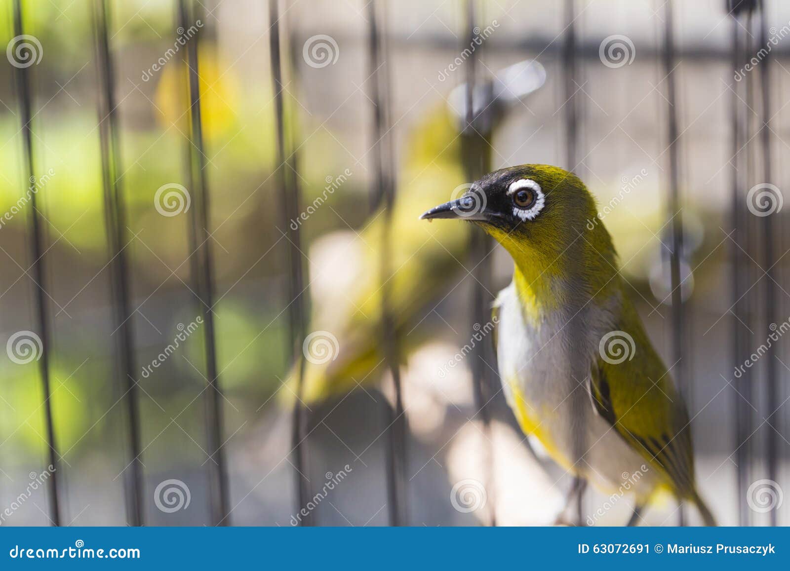 Birds at the Pasar Ngasem Market in Yogyakarta, Central Java, in Stock ...