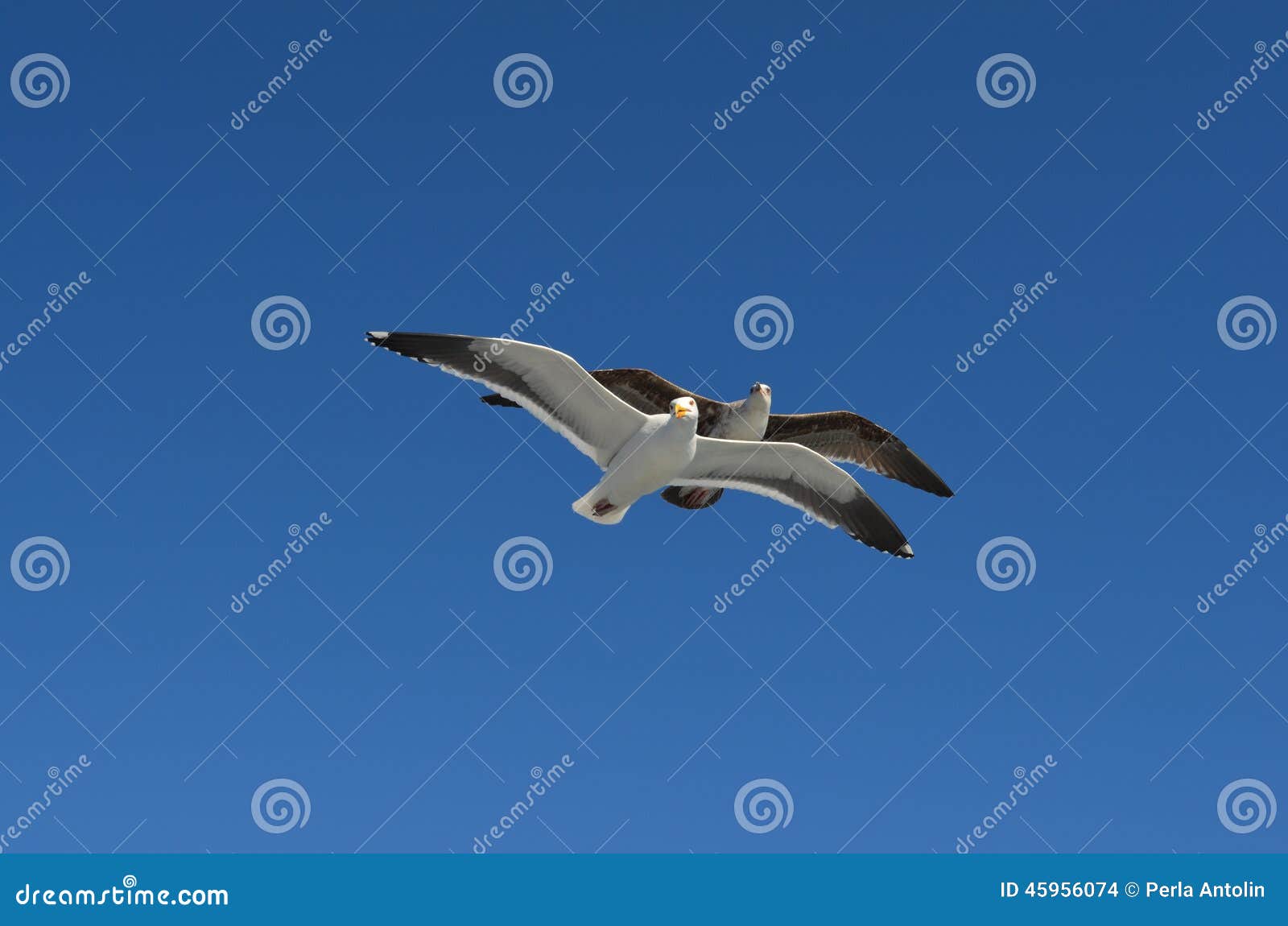 Birds of Peace stock photo. Image of peace, nature, flying - 45956074