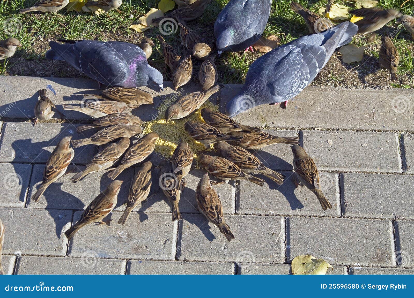 The birds peck the grain. stock photo. Image of herb - 25596580