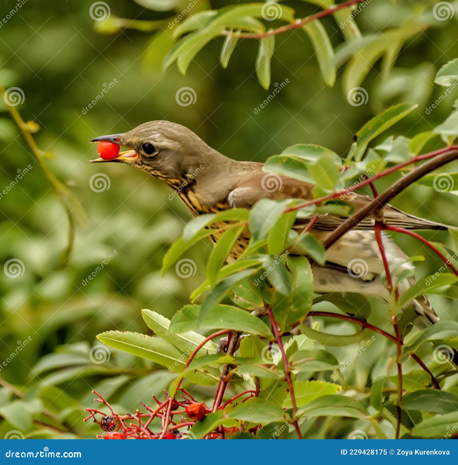 Birds Peck Ripe Rowan Berries on the Tree Stock Image - Image of large ...