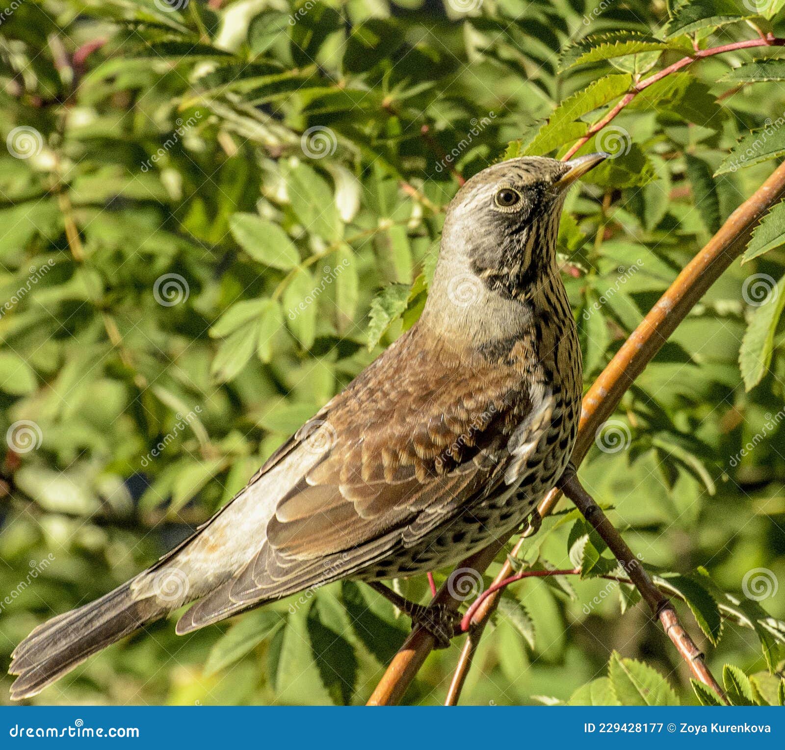 Birds Peck Ripe Rowan Berries on the Tree Stock Image - Image of ...