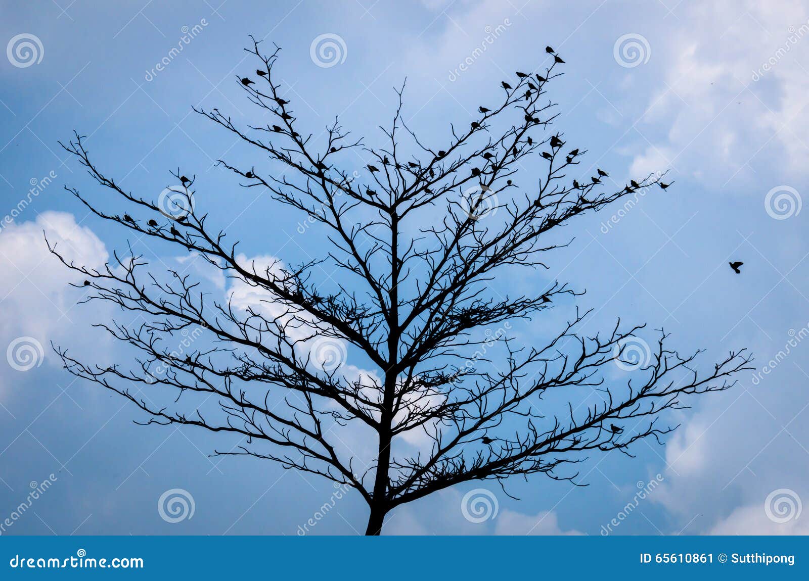 Birds Perch on the Dry Tree Stock Image - Image of animal, columbidae ...