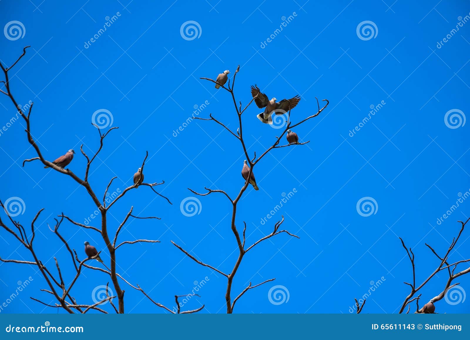 Birds Perch on the Dry Tree Stock Image - Image of feather, perch: 65611143