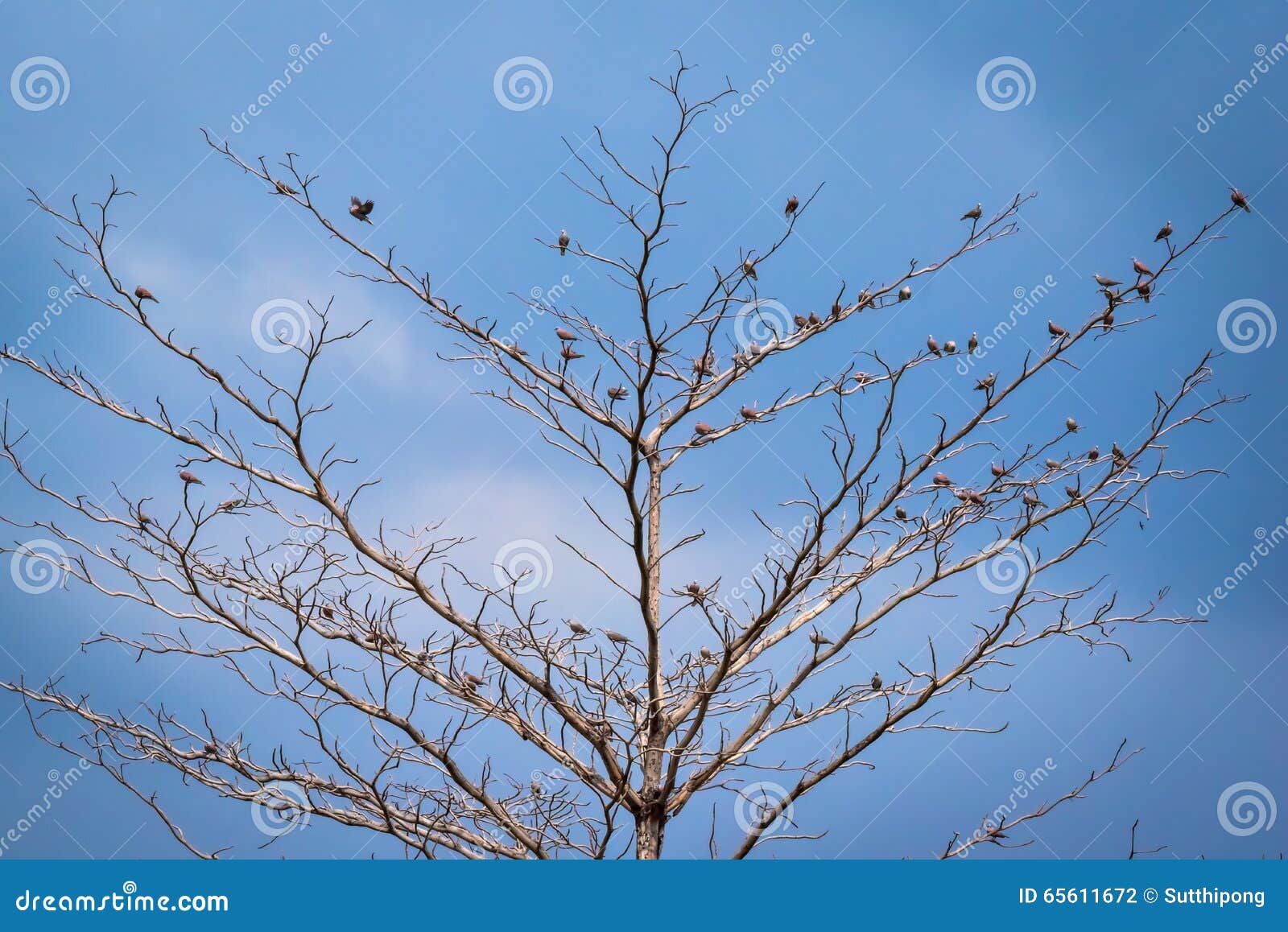 Birds Perch on the Dry Tree Stock Photo - Image of nature, streptopelia ...