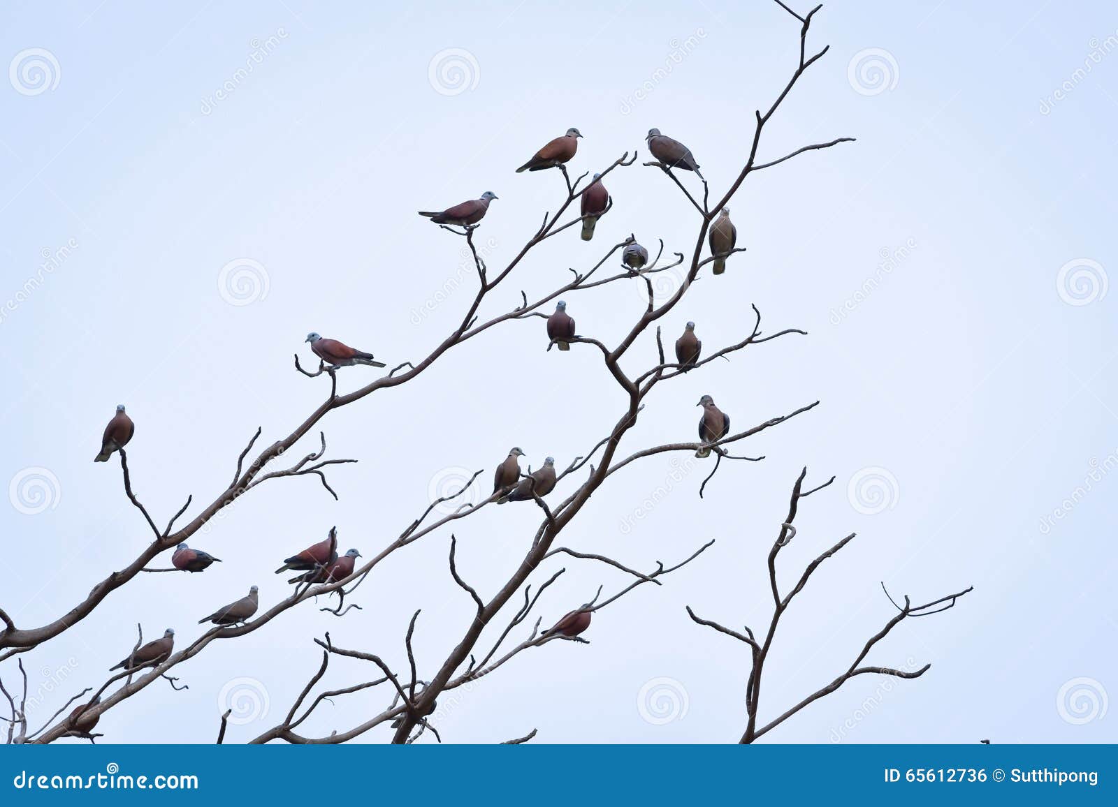 Birds Perch on the Dry Tree Stock Photo - Image of wing, collared: 65612736