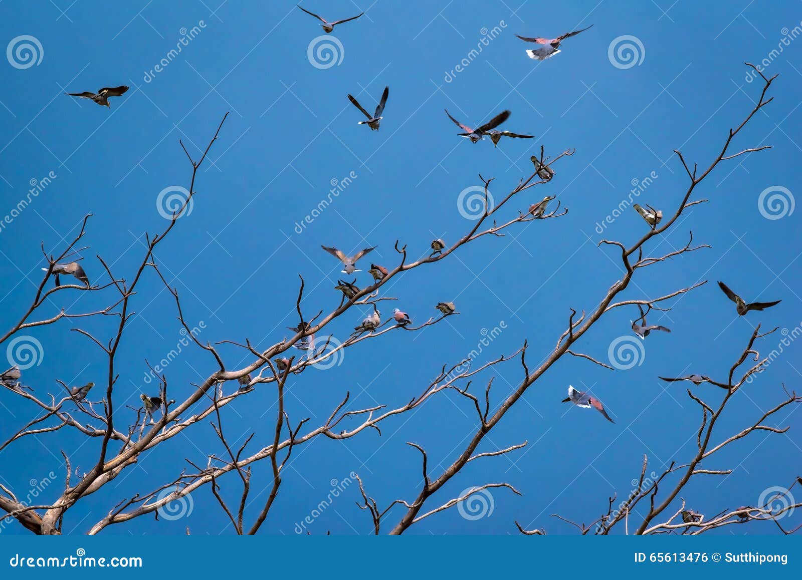 Birds Perch on the Dry Tree Stock Photo - Image of dove, feather: 65613476