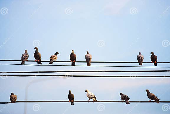 Birds Perch High Voltage Line Stock Photo - Image of pattern, electric ...