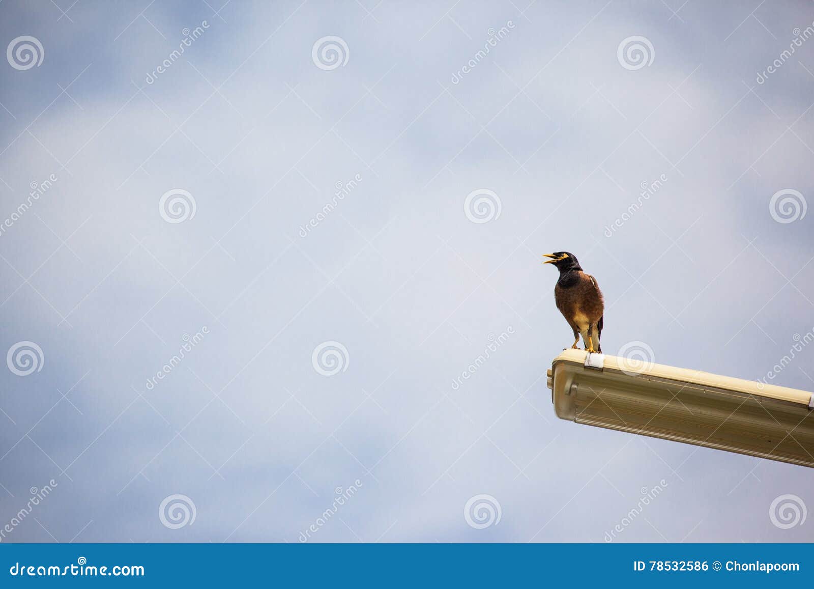 The birds perch on pole stock photo. Image of lighting - 78532586