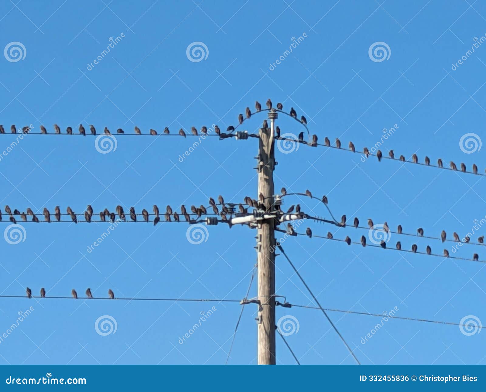 Birds Sit On Wires Carrying Electricity Royalty-Free Stock Photography ...