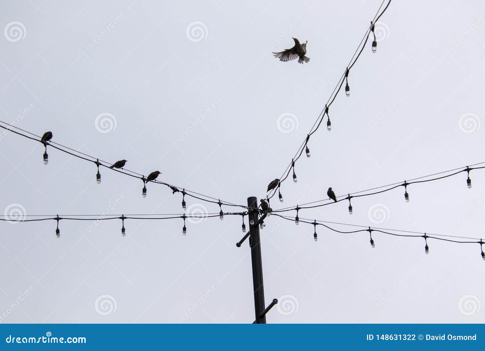 Birds Perched and Flying in To Perch on Five Wires Stock Photo - Image ...