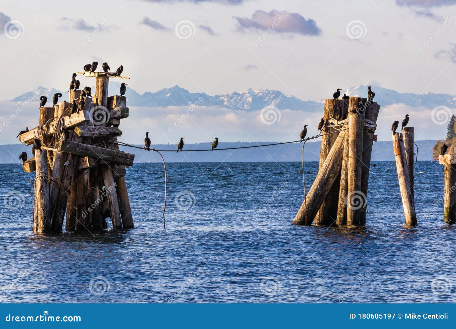 Birds perched on the pier stock image. Image of pier - 180605197