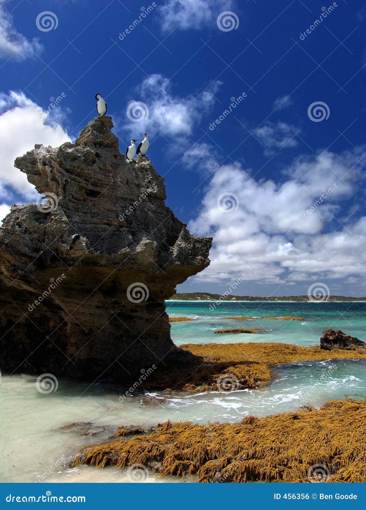 Birds Perched on Rock stock photo. Image of nature, marine - 456356