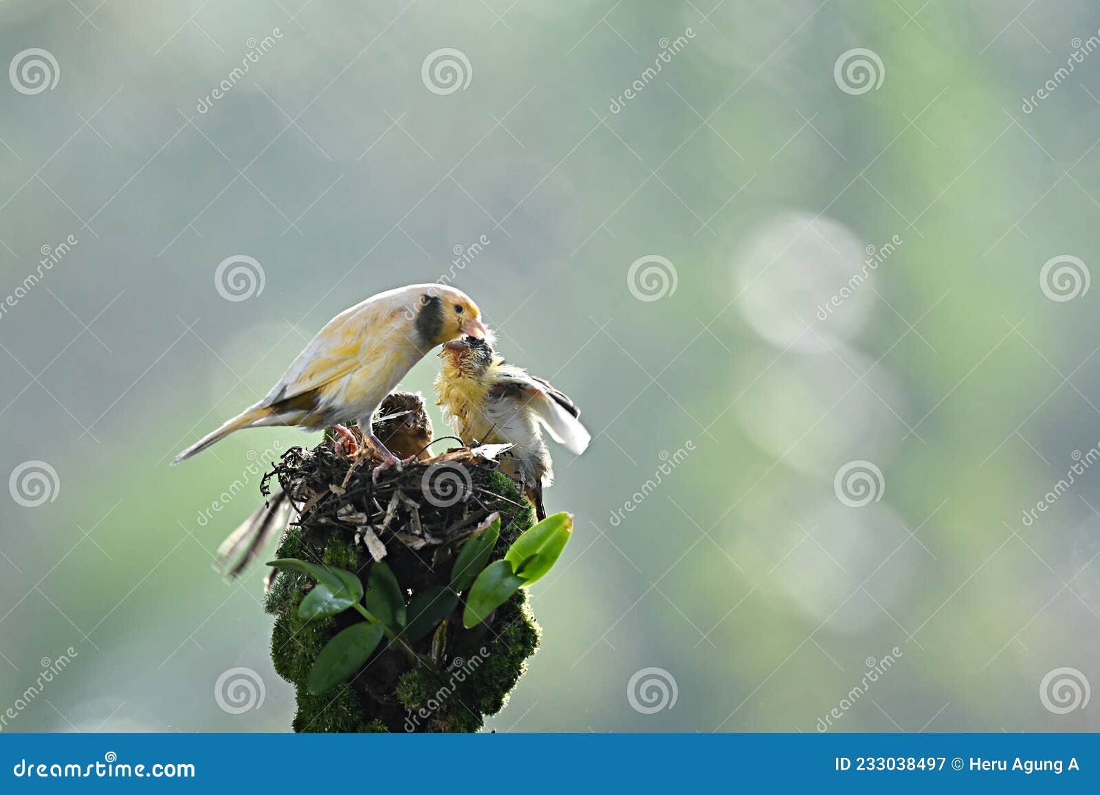 Birds are Perching on Plant Stalks Stock Image - Image of ...