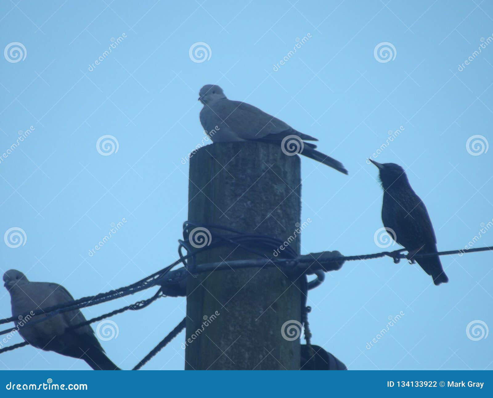 Birds on a Pole stock photo. Image of wires, starling - 134133922