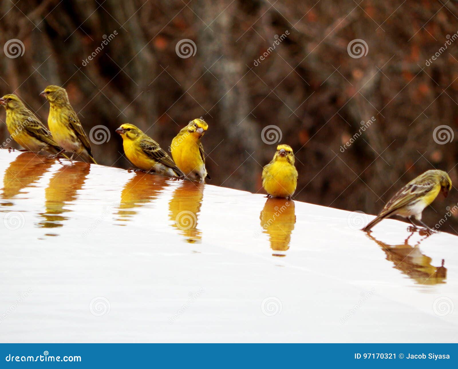 Birds stock image. Image of wildlife, nature, birds, pool - 97170321