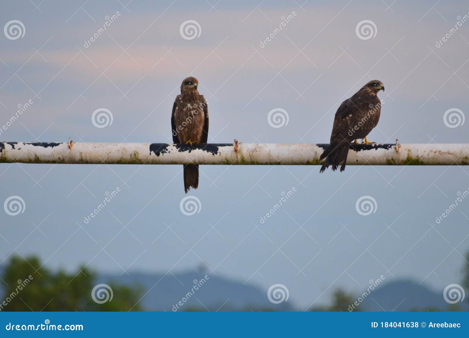 Birds on post stock photo. Image of natural, birds, post - 184041638