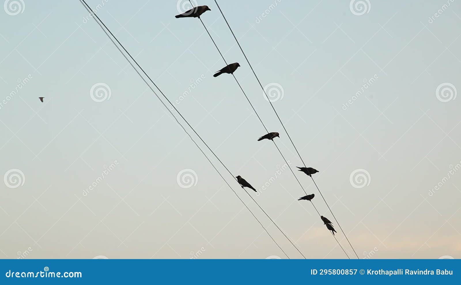 Birds on the Power Cable India Stock Video - Video of feather, wings ...