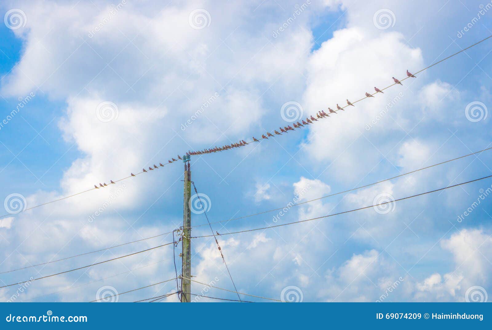 Birds on power line cable stock image. Image of migrating - 69074209