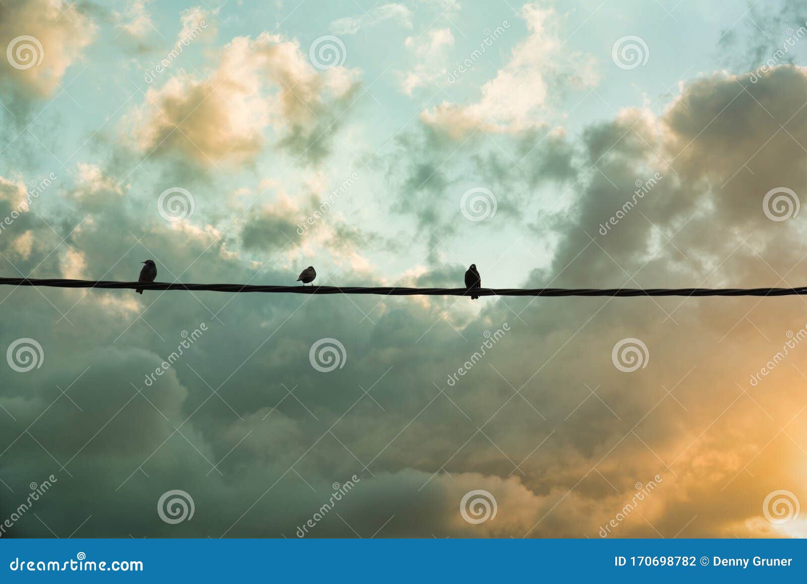 Birds on a Power Line in the Sunset Stock Photo - Image of freedom ...