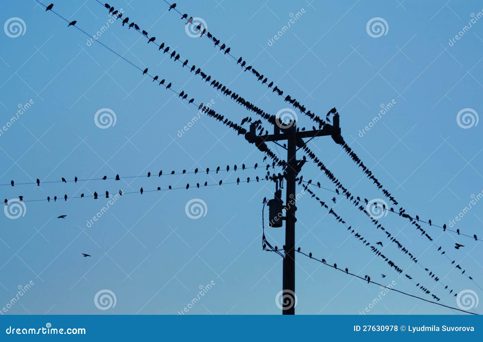 Birds on power lines stock photo. Image of sparrows, pillar - 27630978