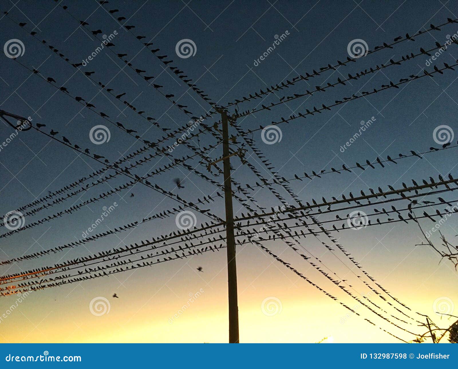 Birds on power lines stock photo. Image of transmission - 132987598