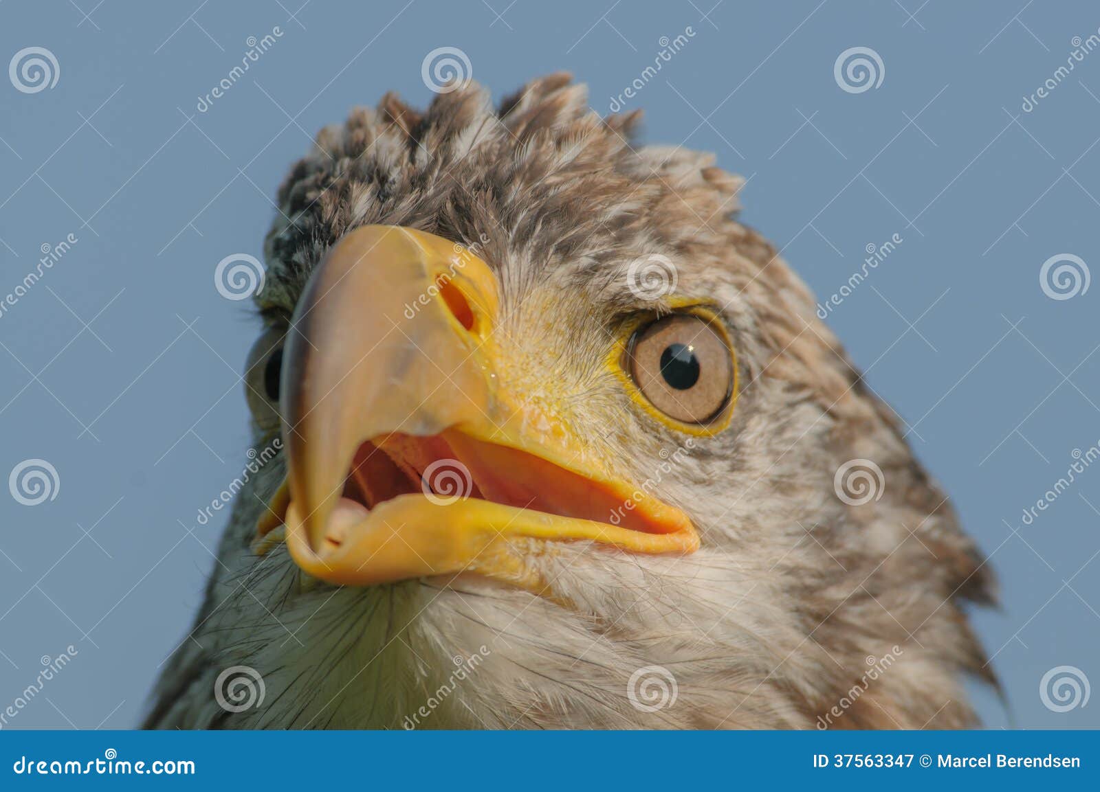 Birds of Prey - Bald Eagle - Haliaeetus Leucocephalus Stock Image ...