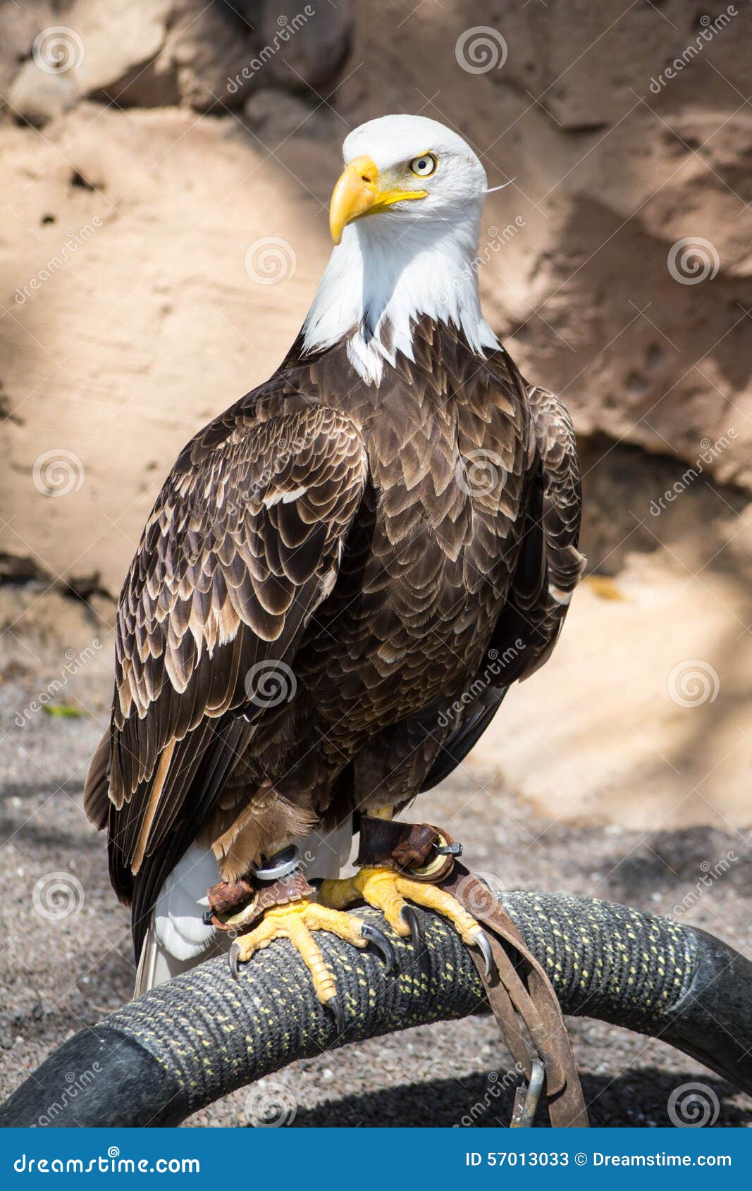 Birds of Prey - Bald Eagle stock image. Image of bird - 57013033