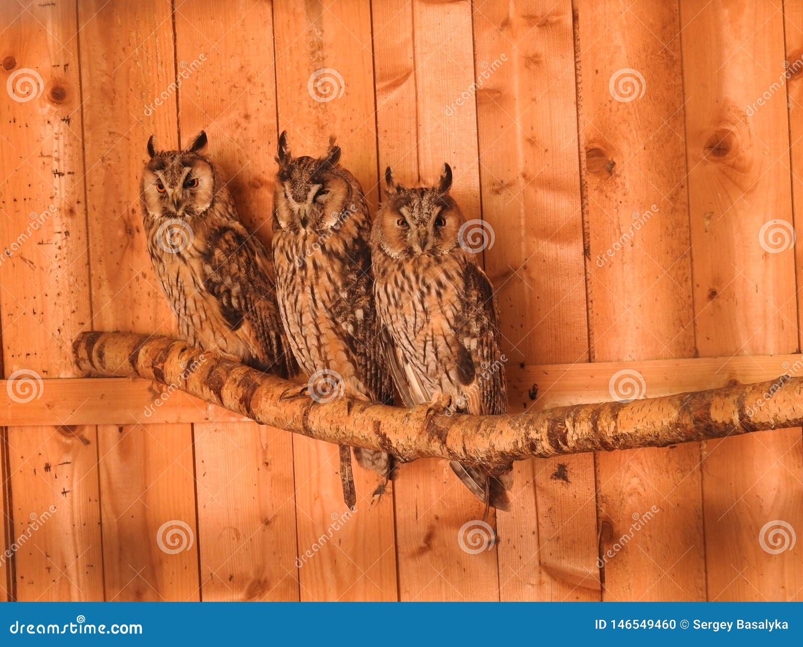 Owls in a cage stock photo. Image of young, nature, wild - 146549460