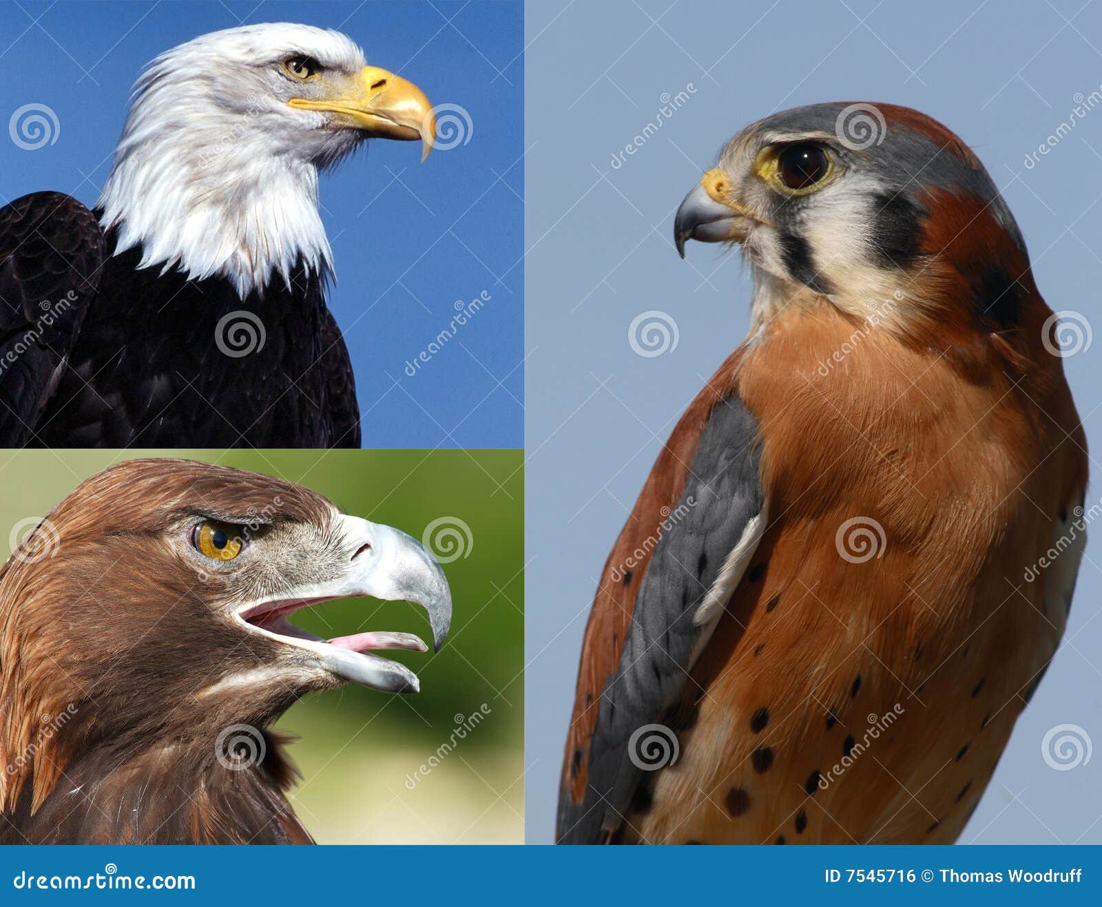 Birds of Prey Collage stock photo. Image of predators - 7545716