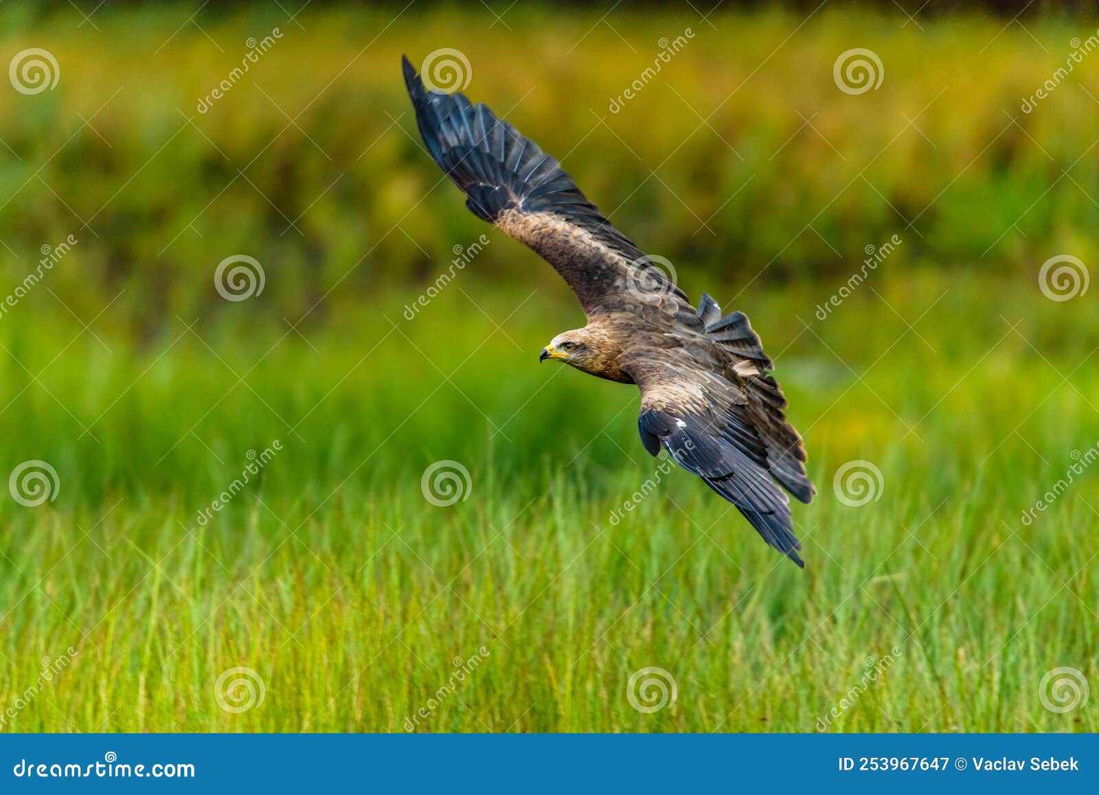 Birds of Prey - Common Buzzard Stock Image - Image of field, hunting ...