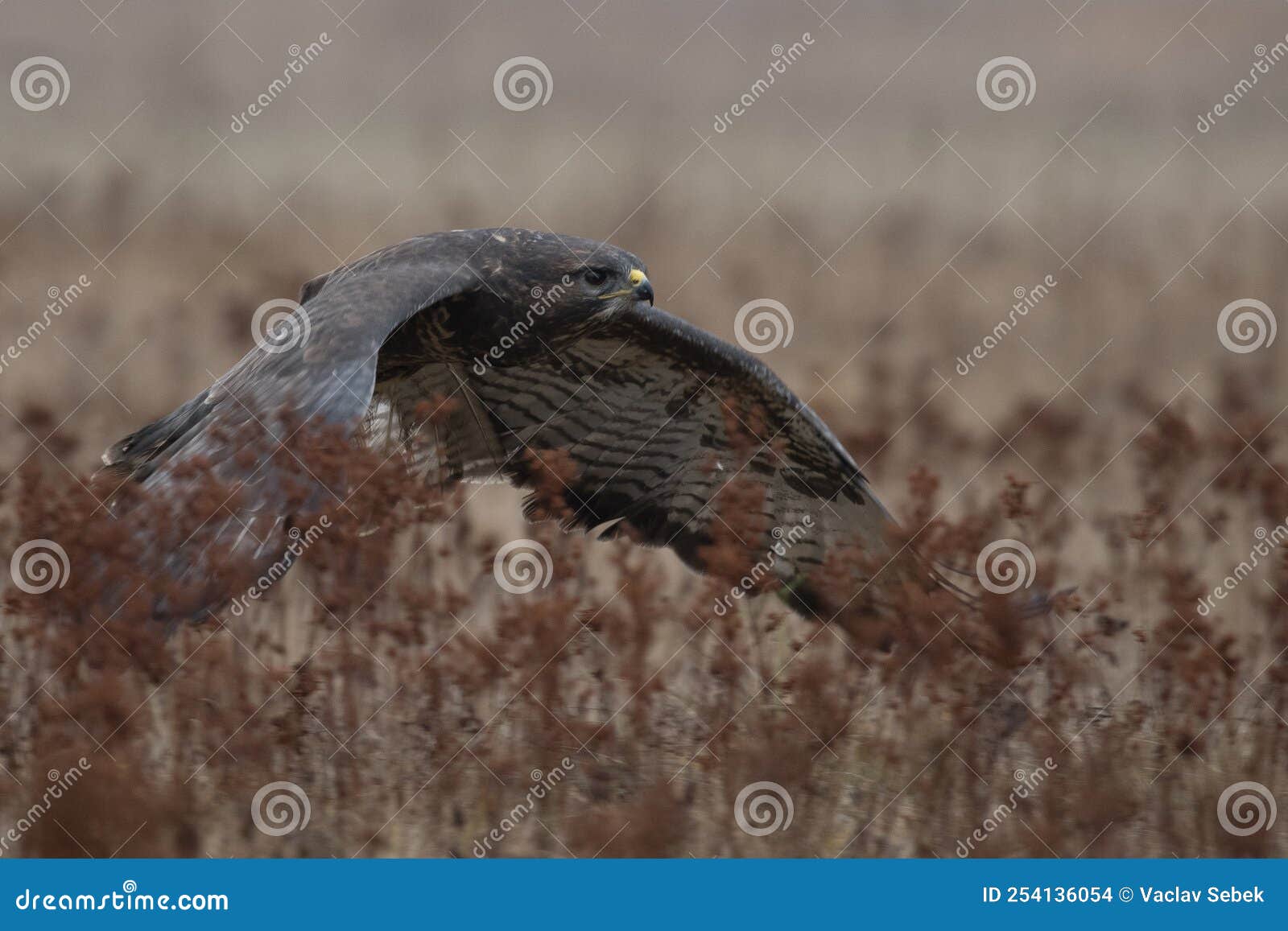 Birds of Prey - Common Buzzard Stock Photo - Image of feather, buzzard ...