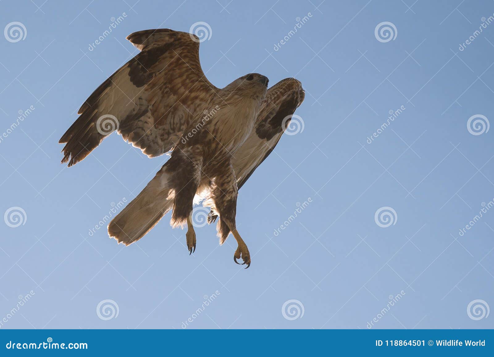Birds of Prey - Long Legged Buzzard (Buteo Rufinus) in Flight Stock ...