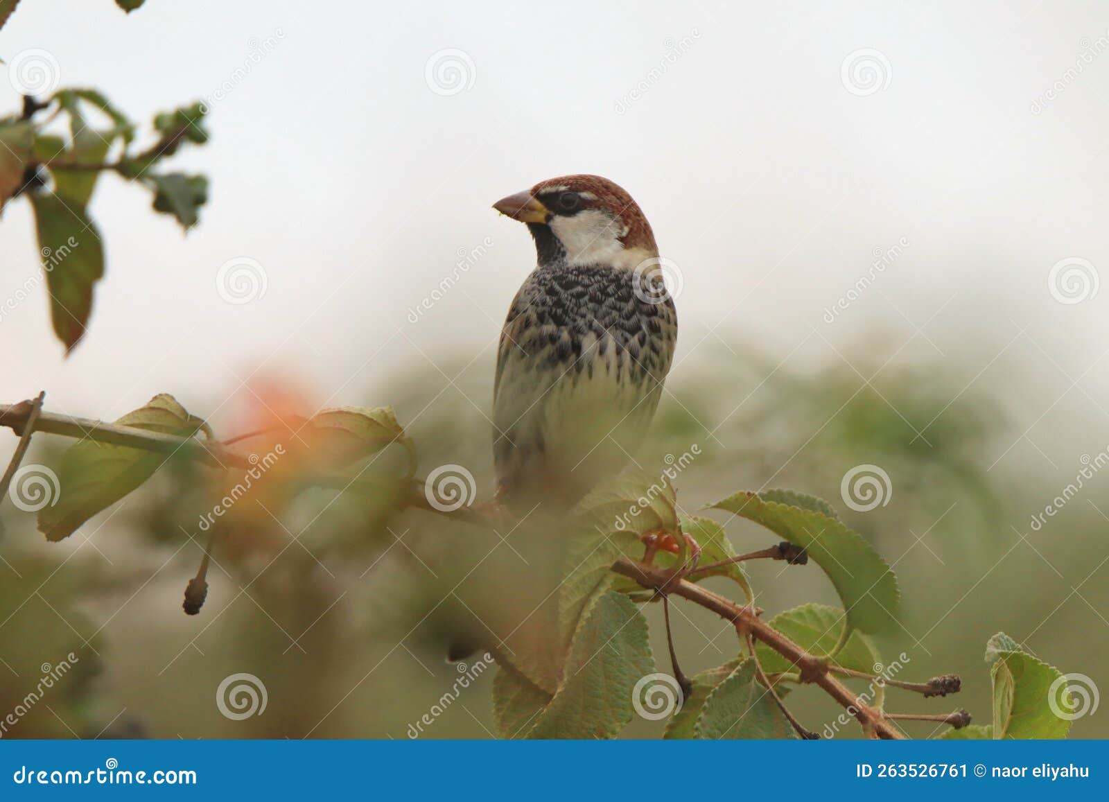 Birds of Prey Eat Insects in the Field Stock Image - Image of nature ...