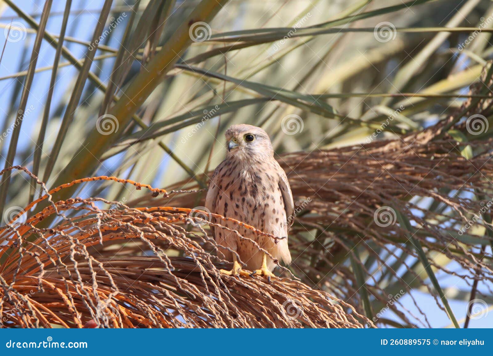 Birds of Prey Fly Over a Large Open Field Stock Image - Image of finch ...