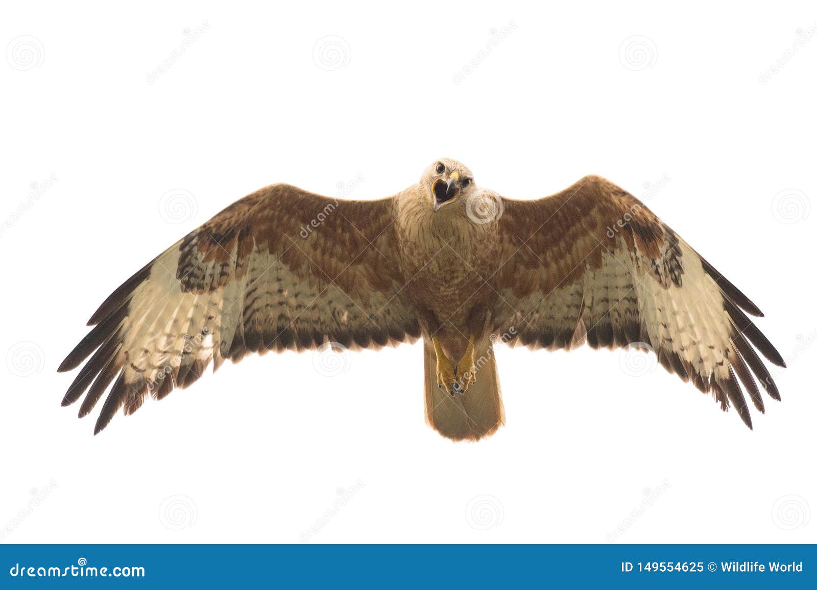 Birds of Prey - Long Legged Buzzard, Buteo Rufinus, in Flight. Isolated ...
