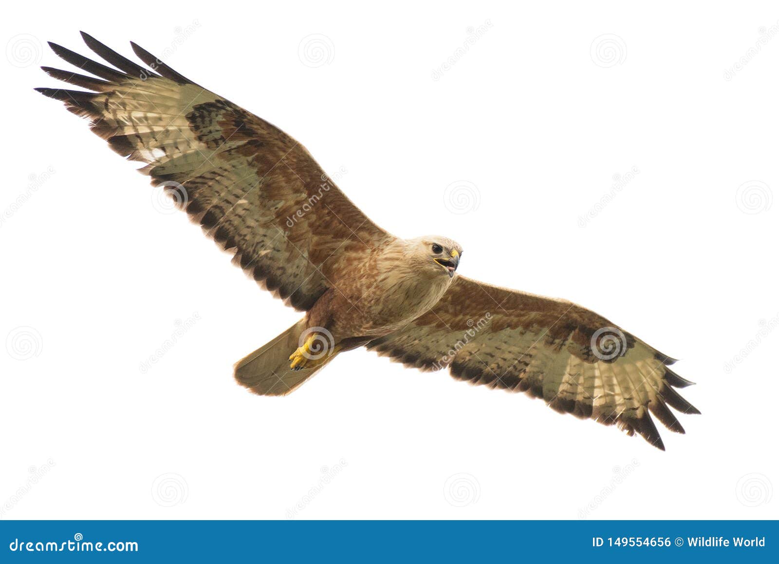Birds of Prey - Long Legged Buzzard, Buteo Rufinus, in Flight. Isolated ...