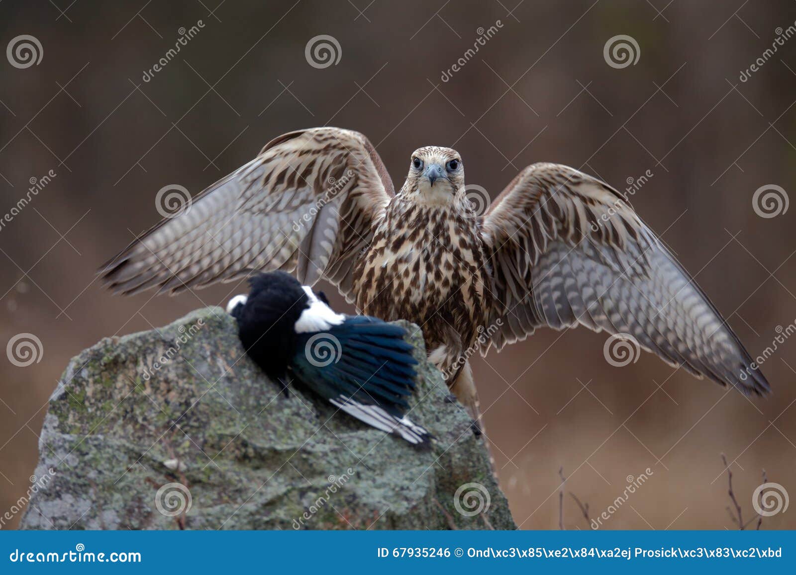 Birds of Prey Saker Falcon with Kill Catch Magpie Sitting on the Stone ...
